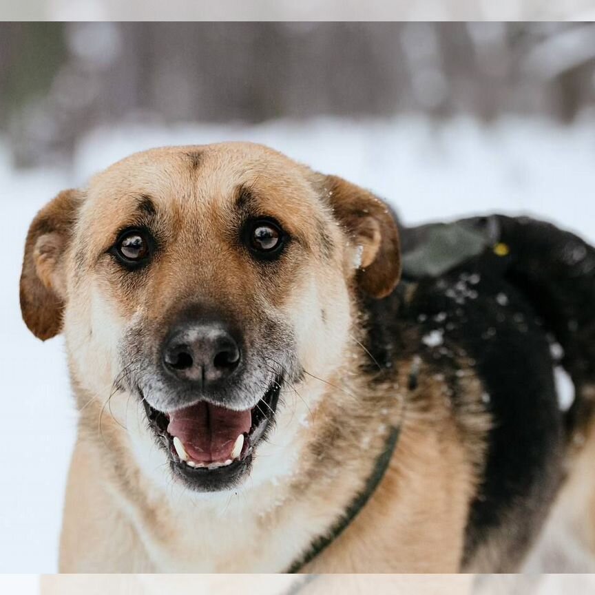Взрослый пёс в добрые руки