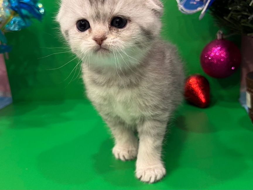 Шотландские котята