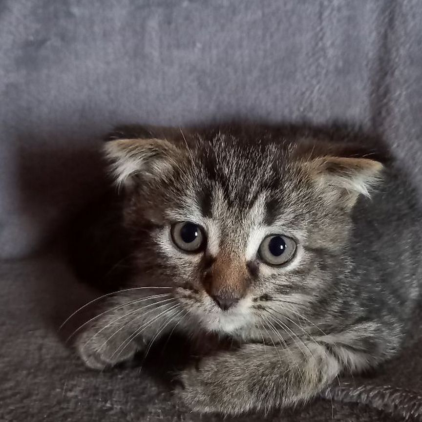 Шотландские вислоухие котята