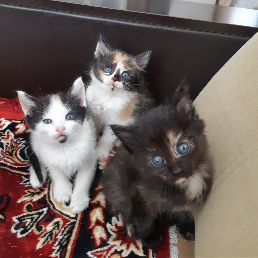 Кошечки в добрые руки