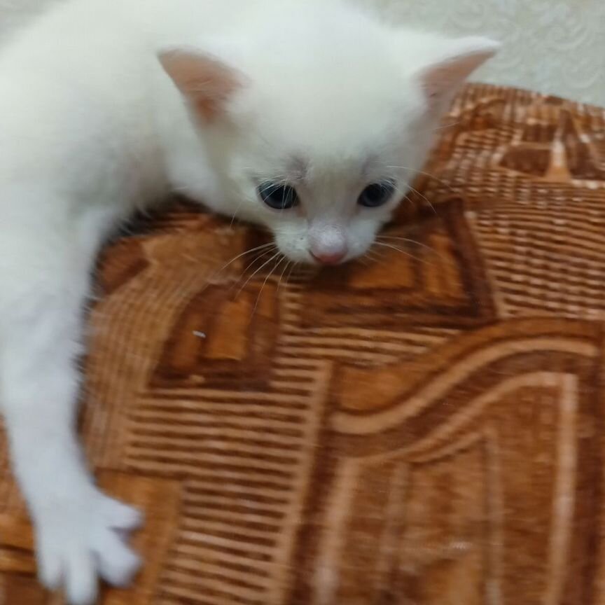 Котята као мани