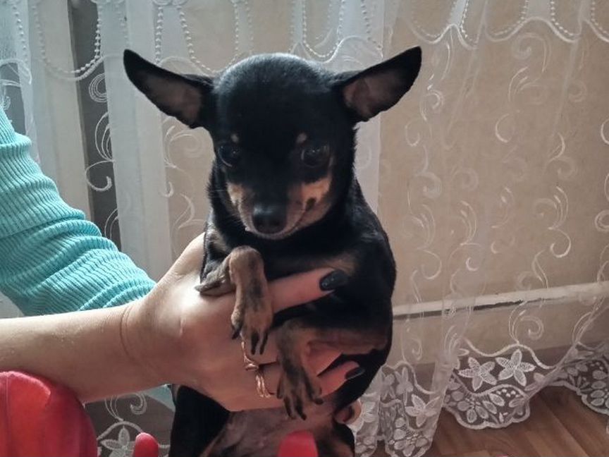 Мини той-терьер