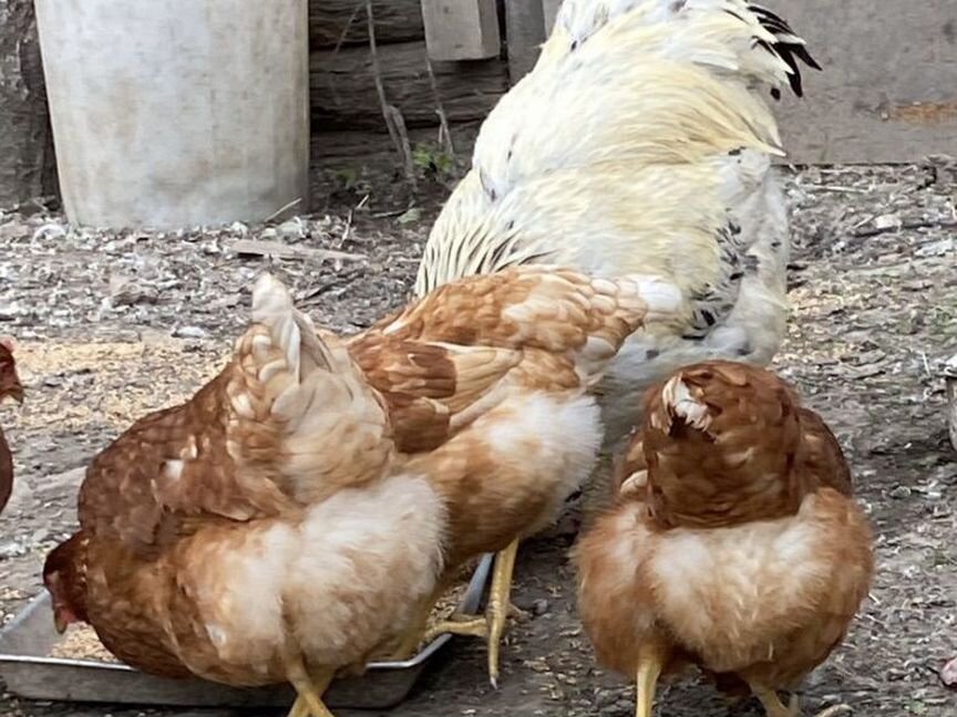 Домашние куриные яйца