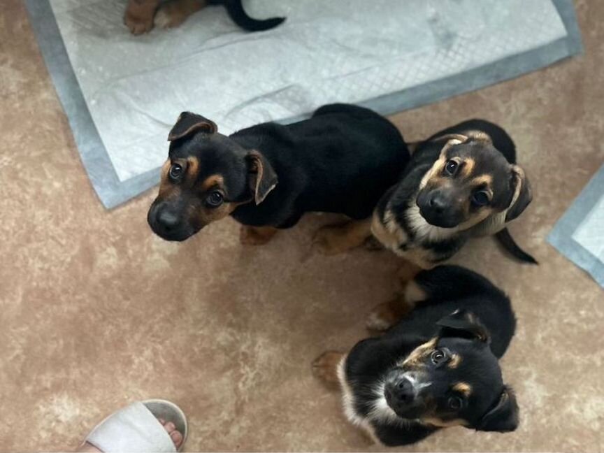 Ищем надёжные добрые руки