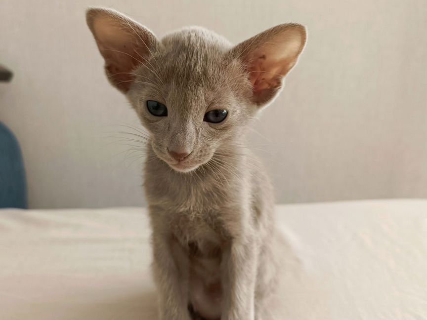 Ориентальные котята
