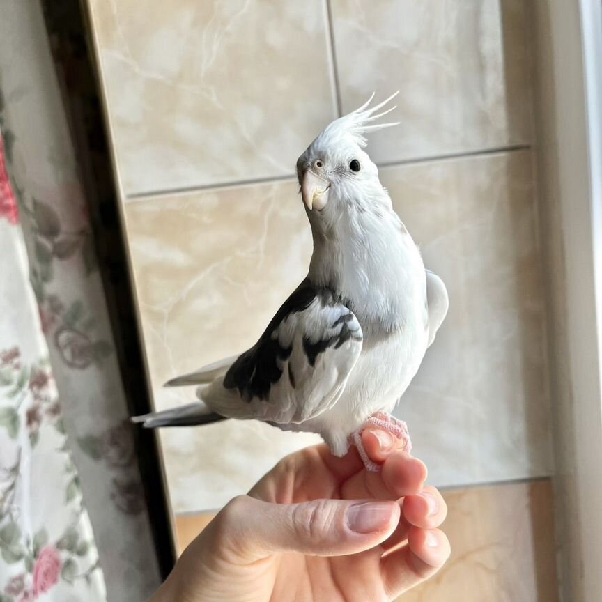 Попугай карелла с клеткой