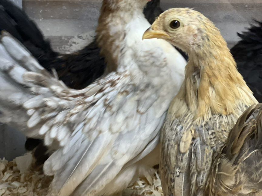 Малазийская серама