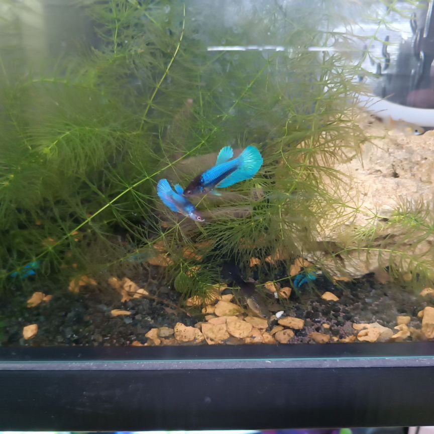 Рыба петушок подростки