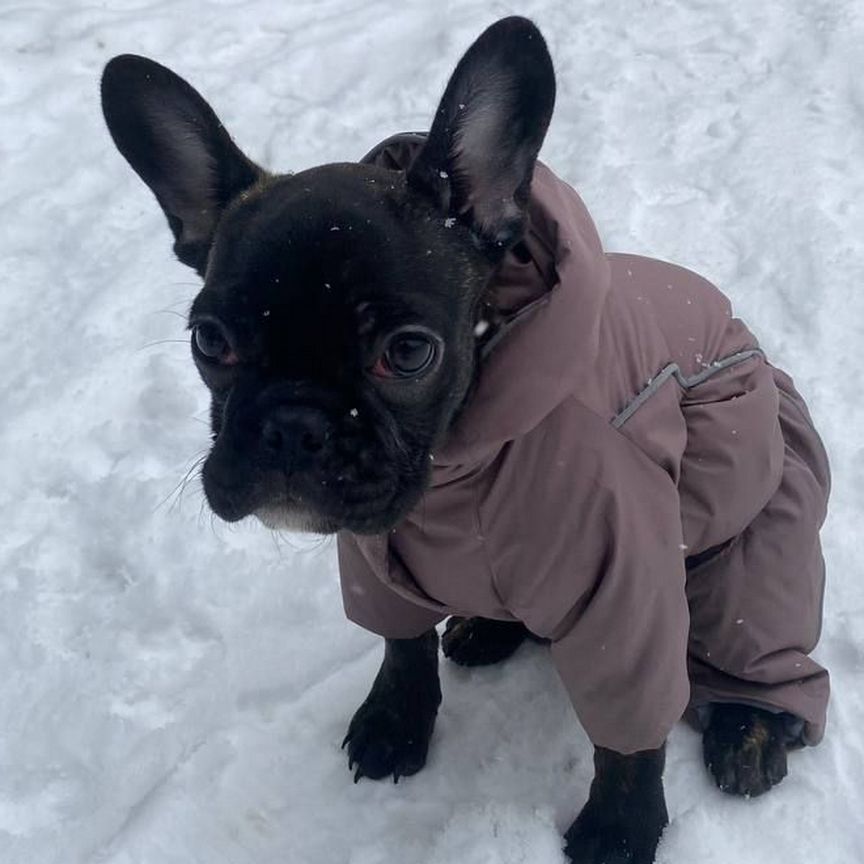 Зимний комбинезон для маленькой собаки