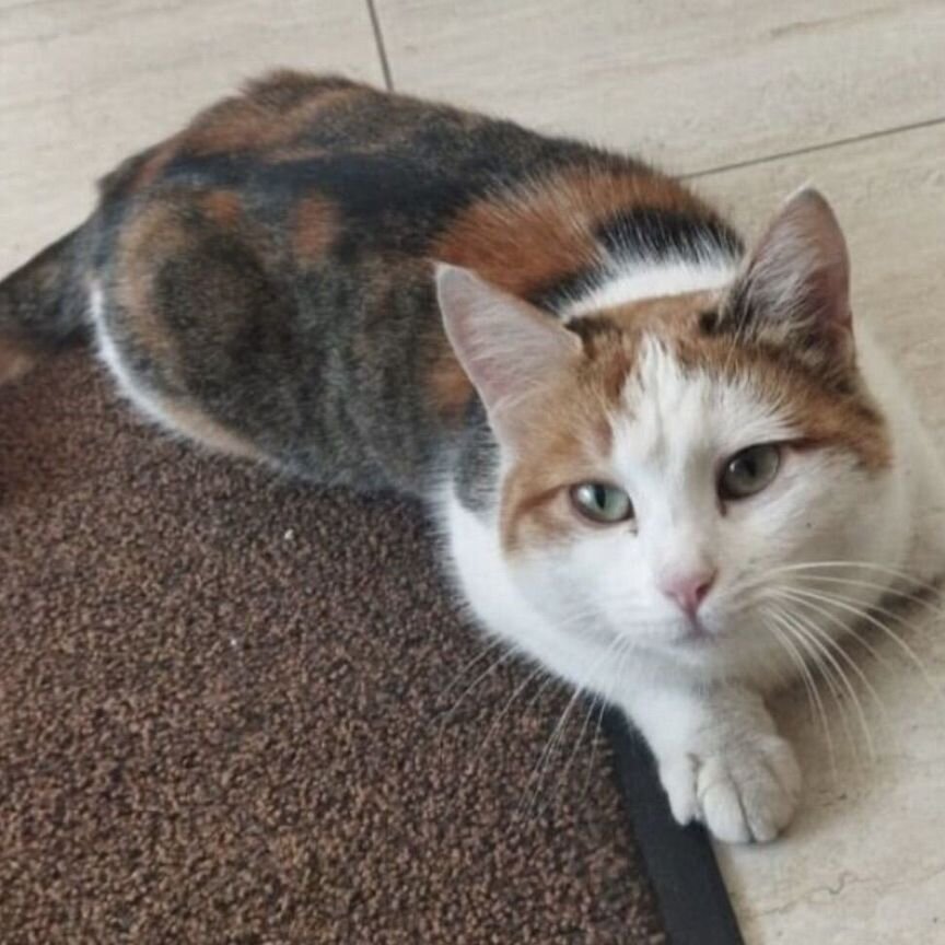 Кошечка 1,5 года