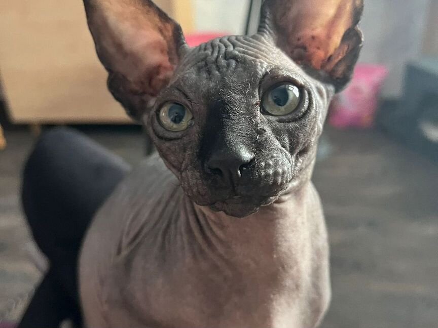 Котёнок породы Канадский сфинкс
