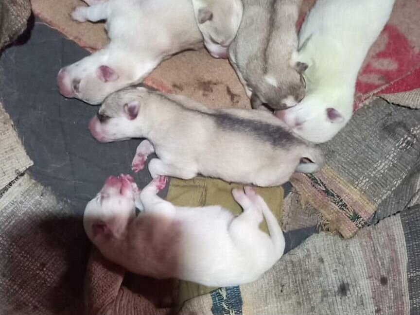 Щенки от охотничьих собак