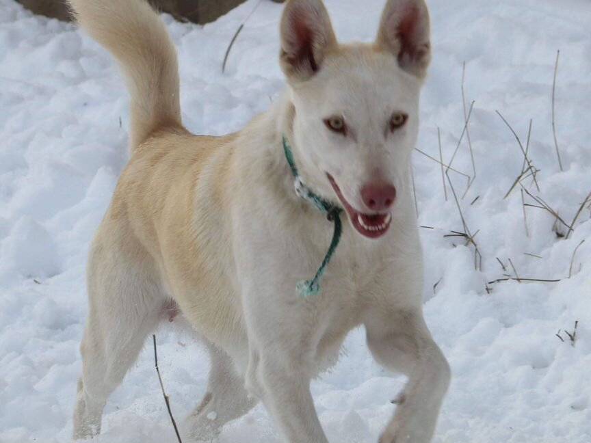 Собака Эльза ищет дом