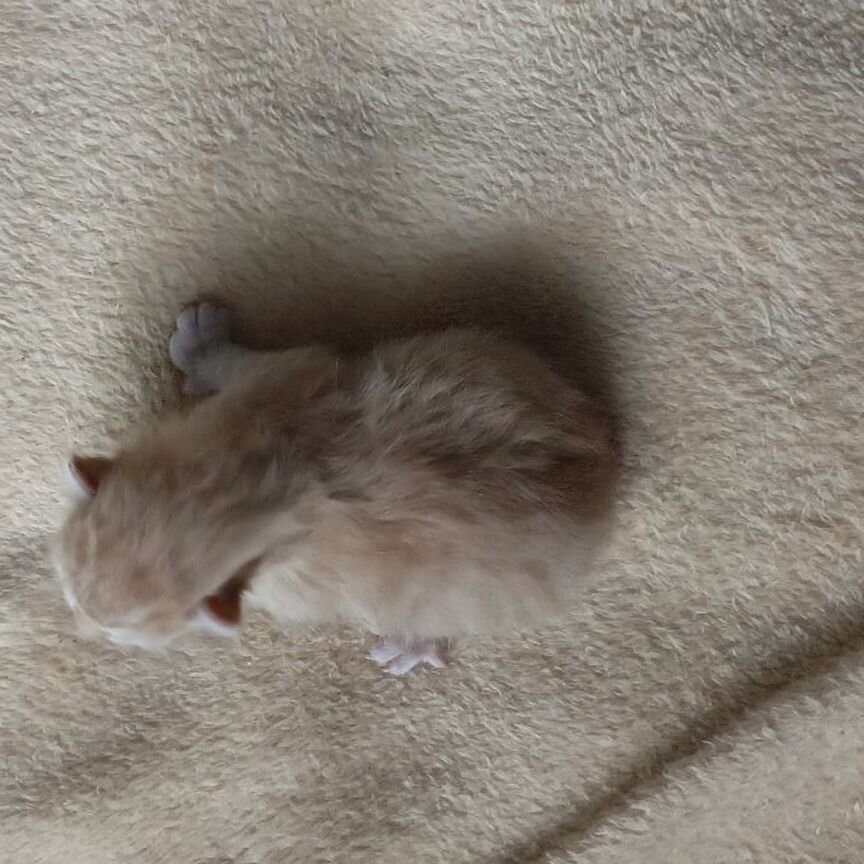 Рыжий котенок мальчик