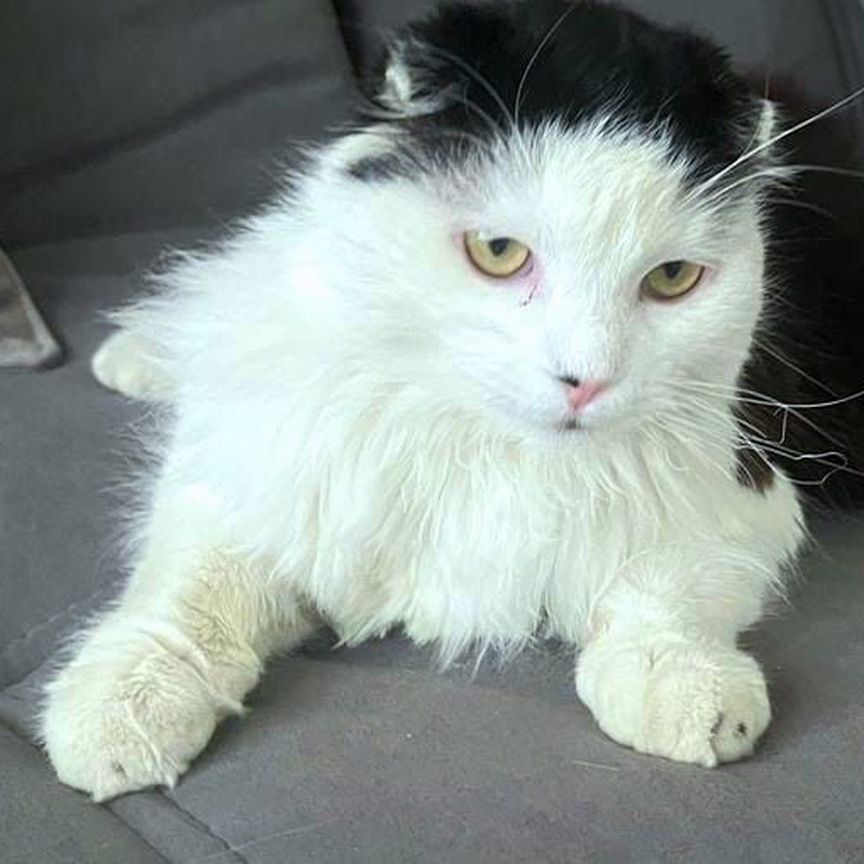 Вислоухий молодой котик в дар