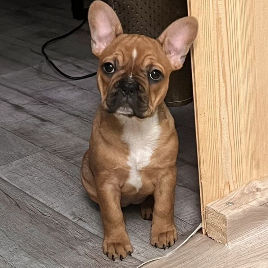 Французский бульдог, щенок