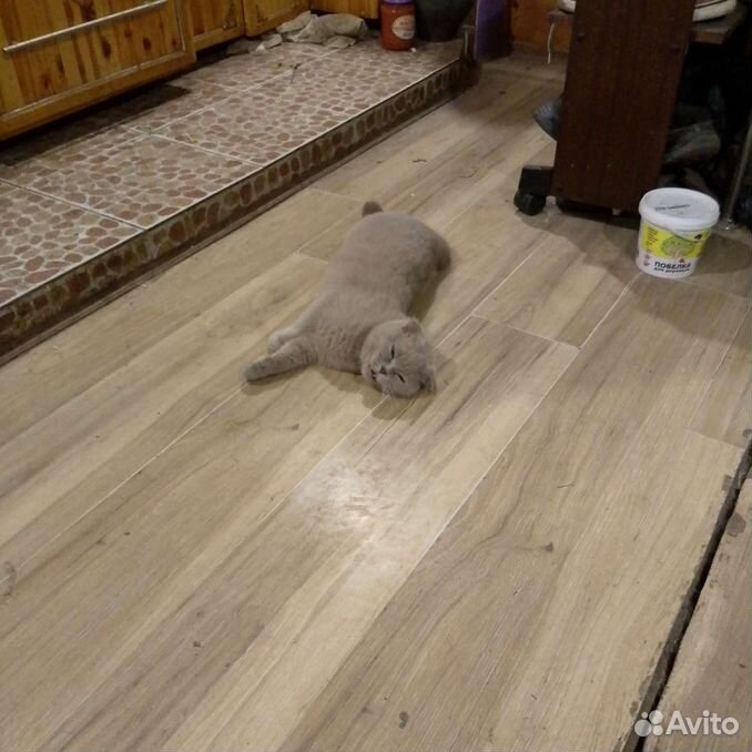 Требуется Британец Для спаривания