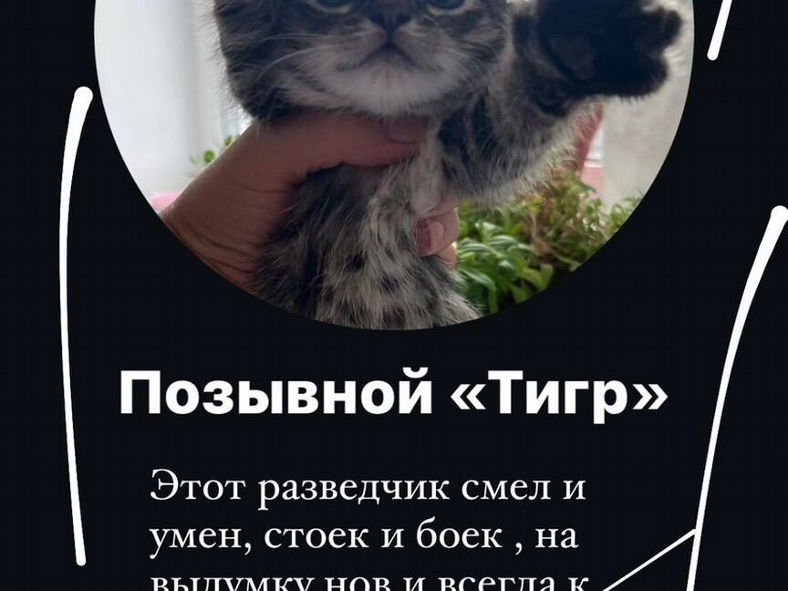 Котята