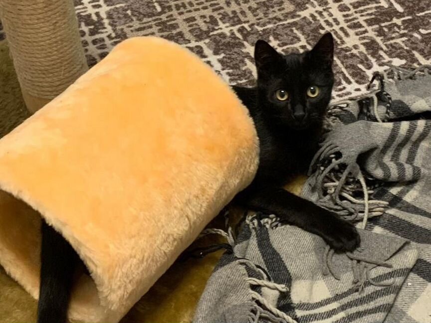 Ласковая пантера