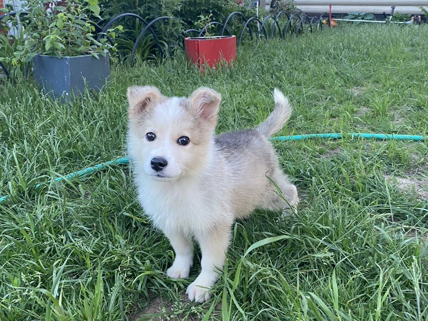 Щенок в добрые руки