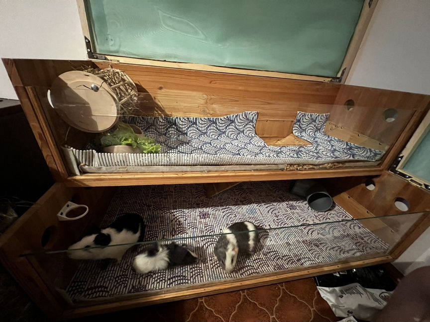 Витрина для грызунов