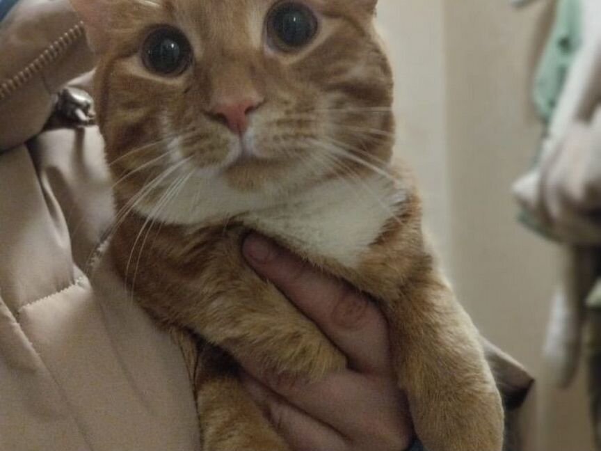 Котик в добрые руки