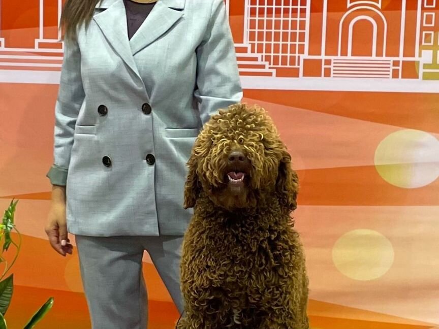 Испанская водяная собака щенки