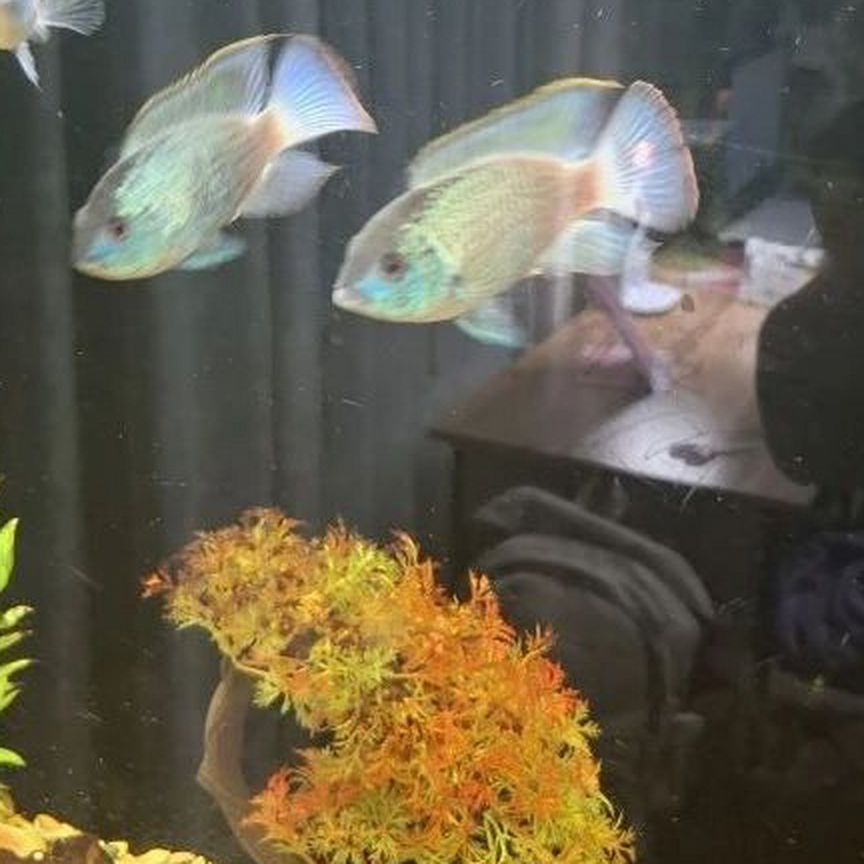 Аквариум 250л с тумбой