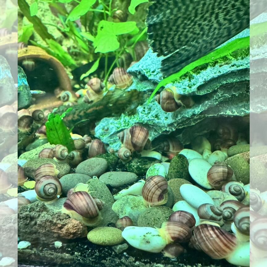 Улитки ампулярии