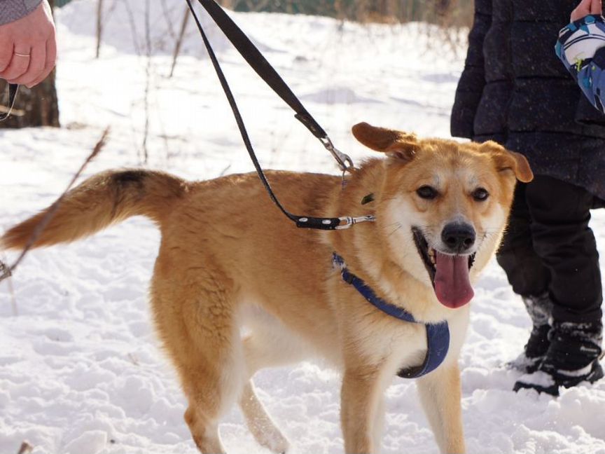 Умница Ума ищет дом