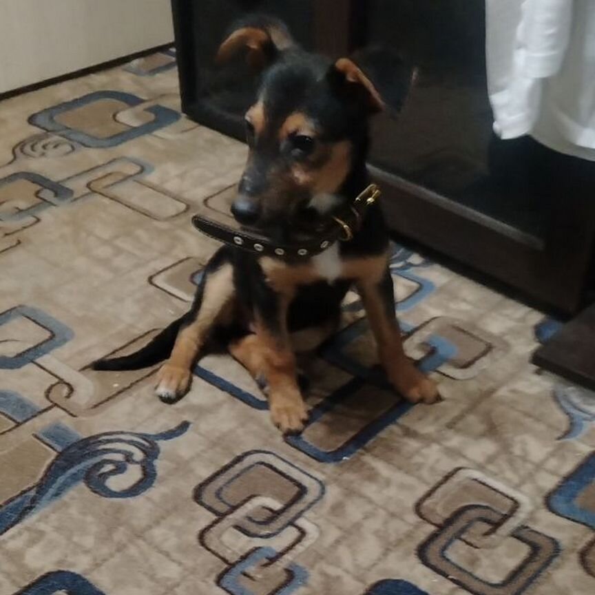 Цвергпинчер, щенок