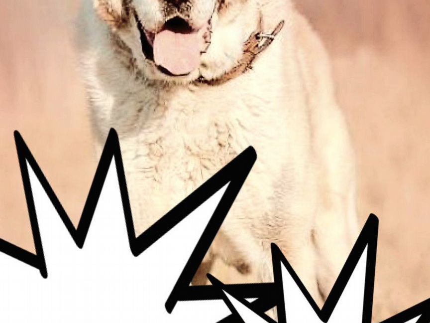 Алабай, злая собака