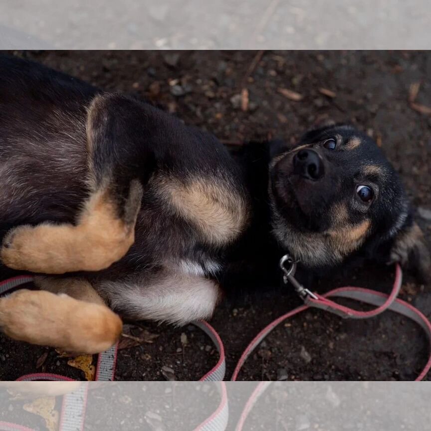 Пëс Везунчик в добрые руки