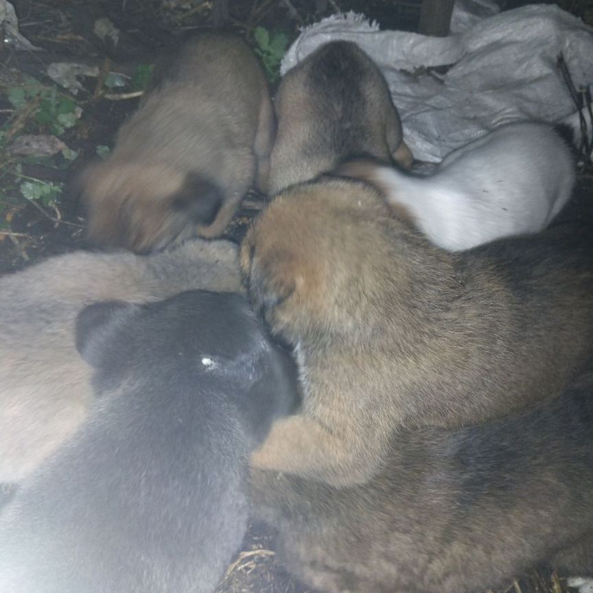 Щенок в добрые руки