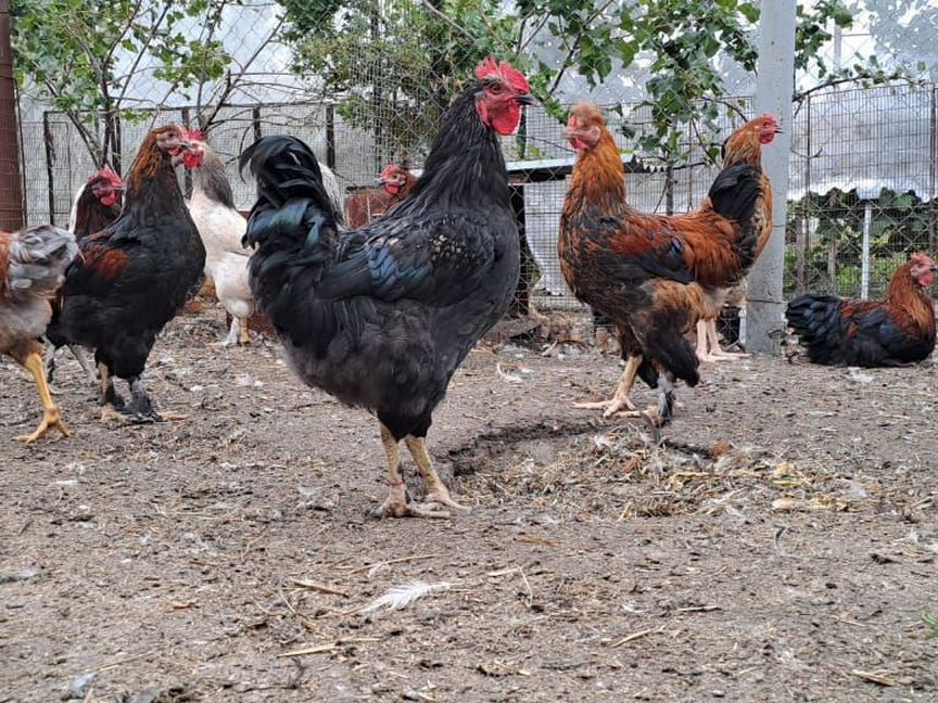 Петушки и утки