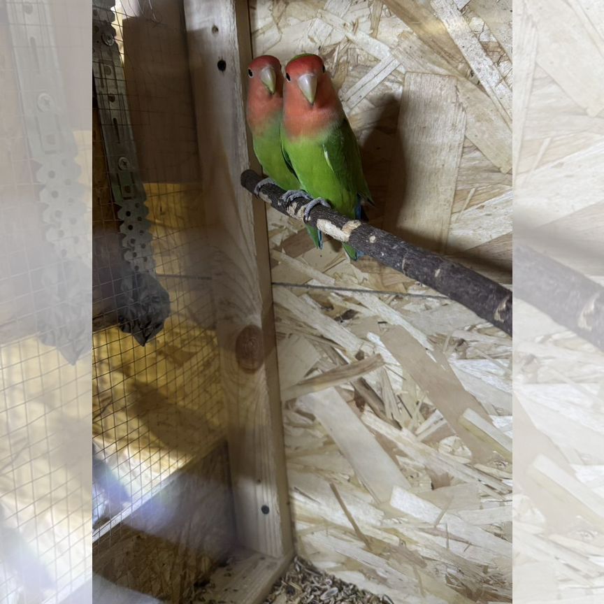 Попугай неразлучники