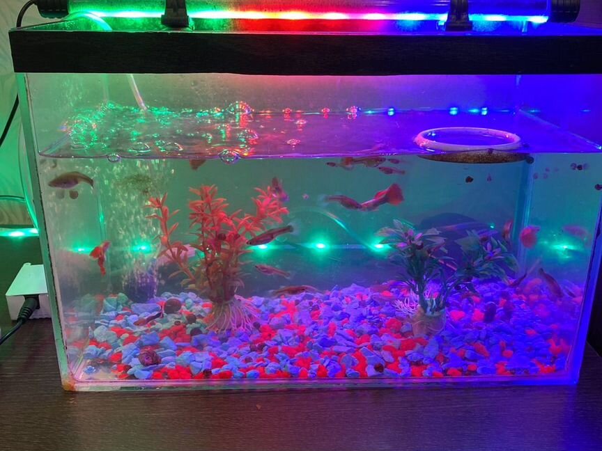Аквариум с рыбками