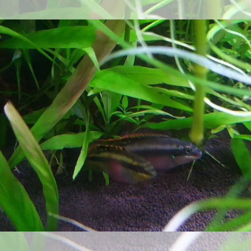 Пельвикахромис пульхера