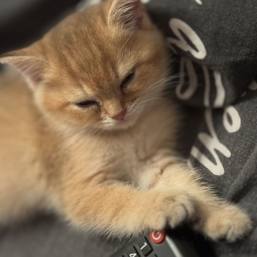 Золотистая шиншилла