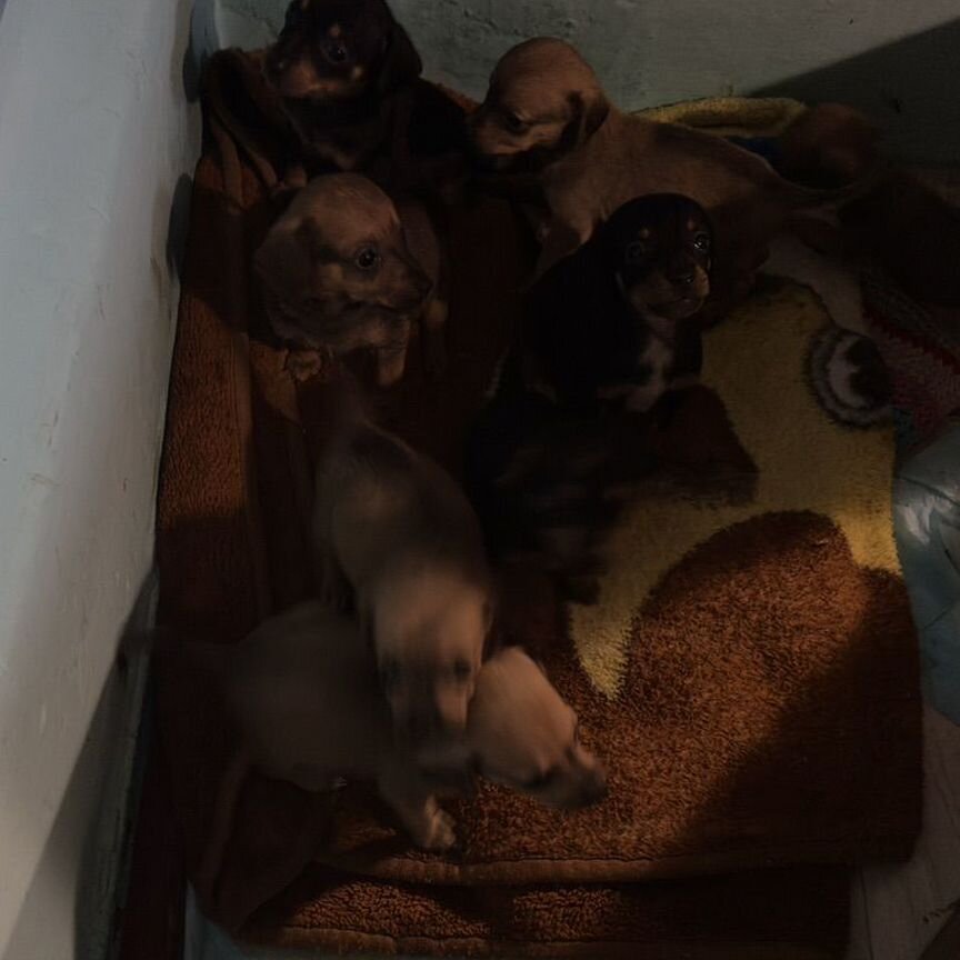 Такса, щенок