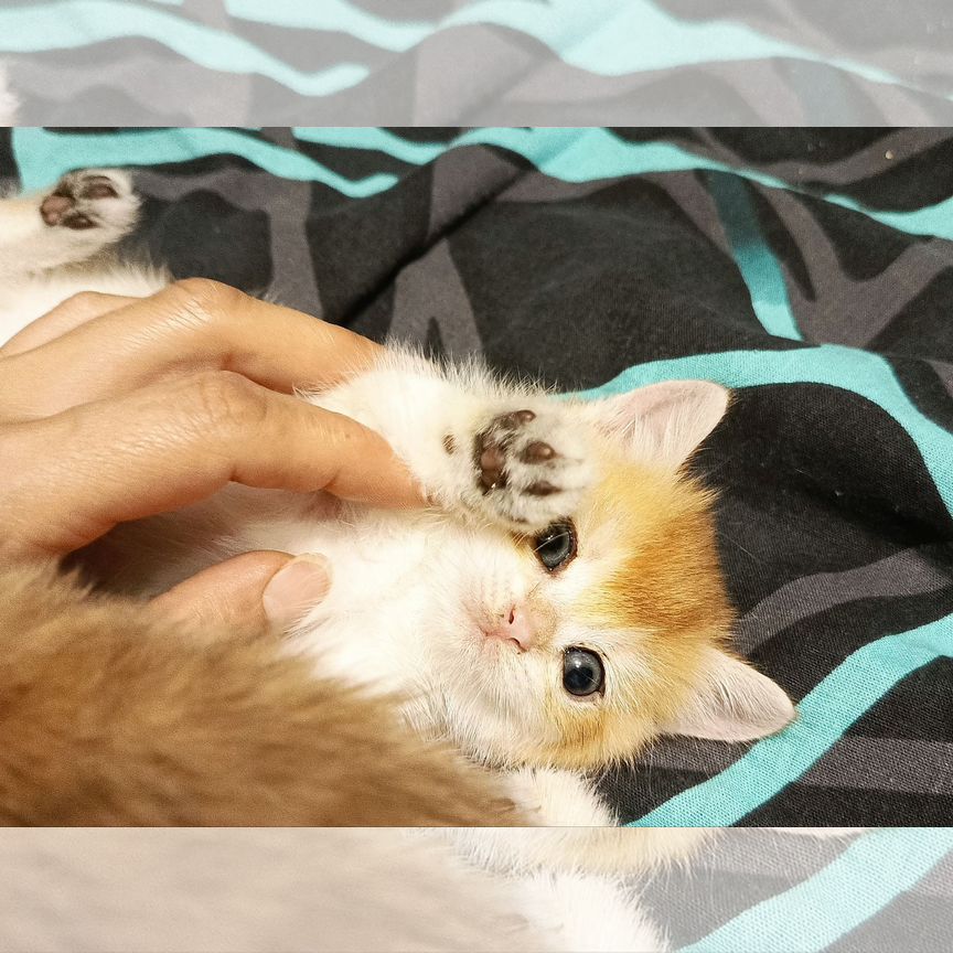 Котята золотая шиншилла