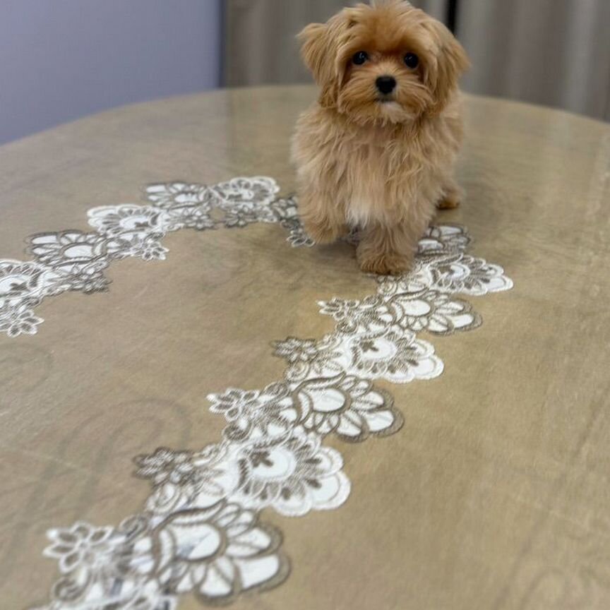 Мальтипу, щенок