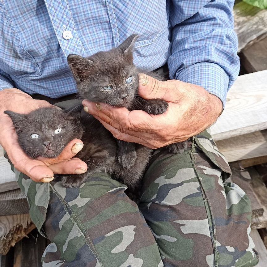 Котята в добрые руки