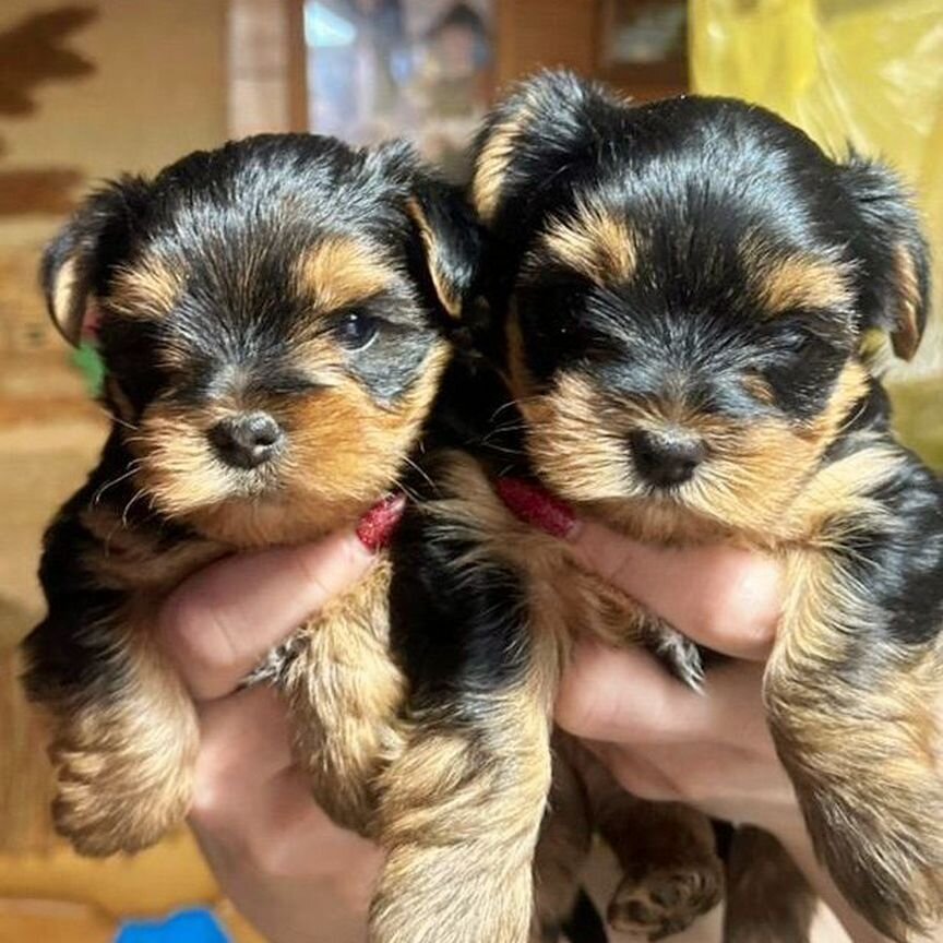 Йоркширский терьер