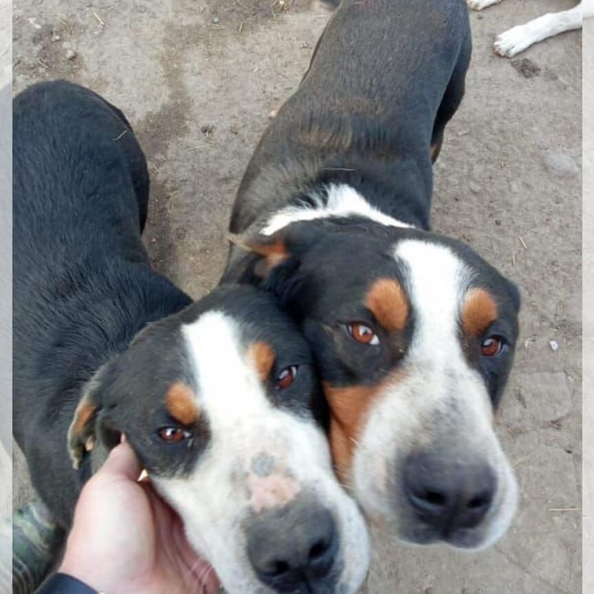 Большой швейцарский зенненхунд