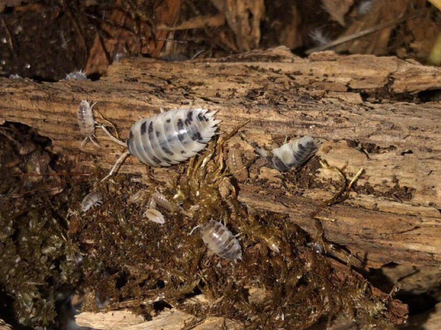 Мокрицы Porcellio Laevis "Dairy Cow"