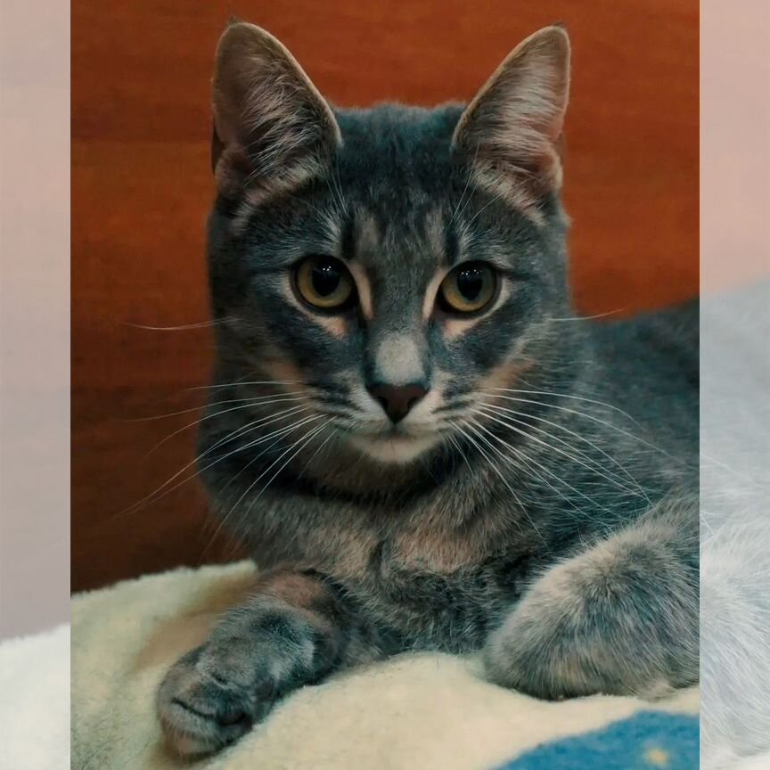 Взрослый кот от частного владельца