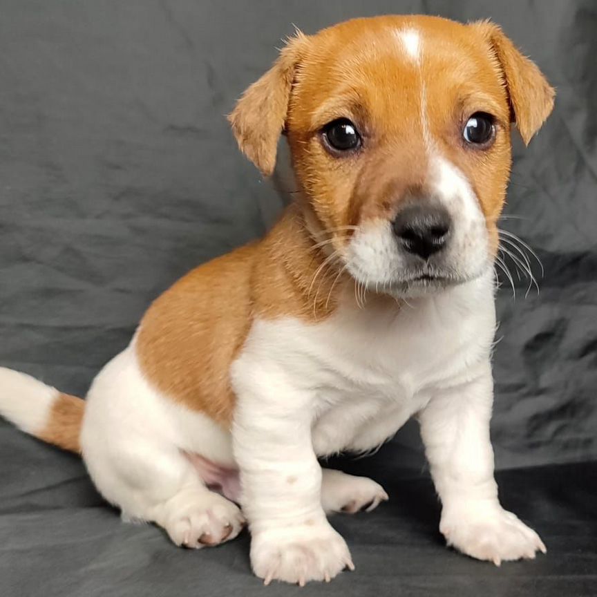 Джек-рассел-терьер, щенок