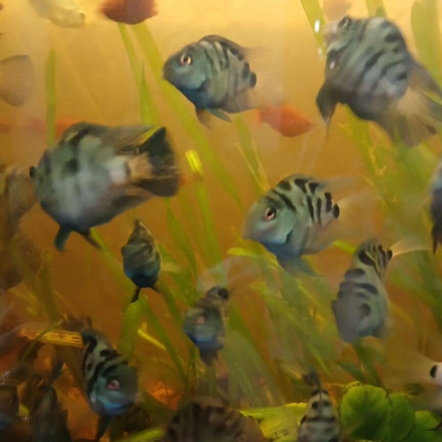 Рыбка сапфировый попугай