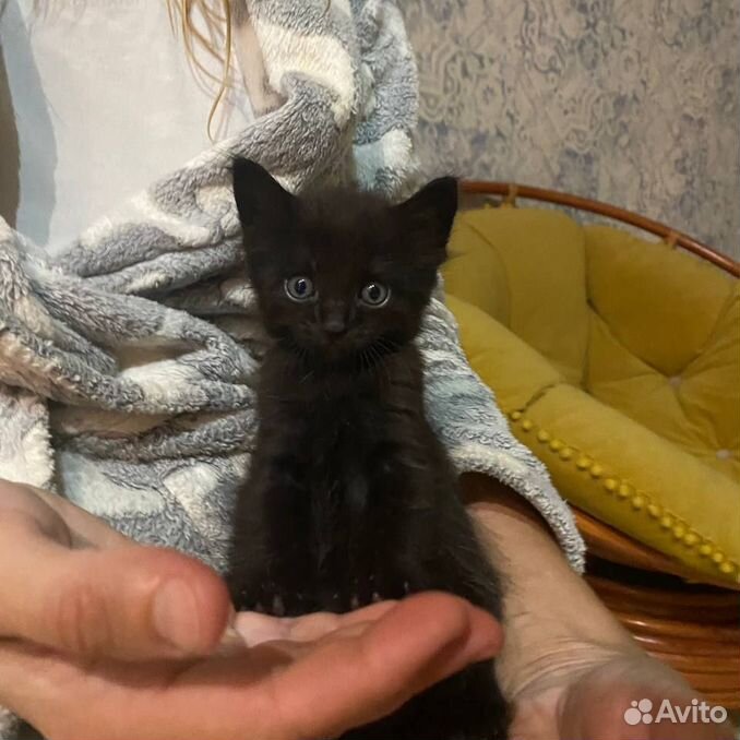Котик Фауст - в добрые ручки